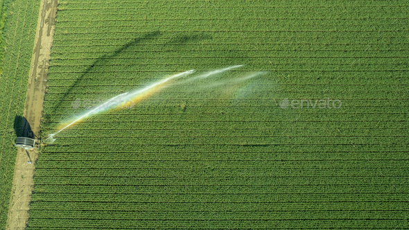 Rural field planted using hose reel system pump water from canal ...