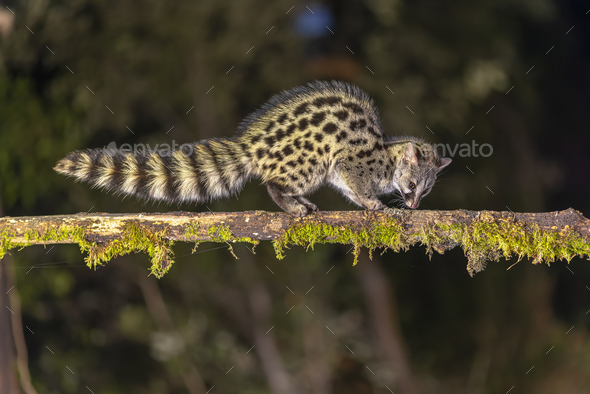 Common Genet in dark forest Stock Photo by CreativeNature_nl | PhotoDune