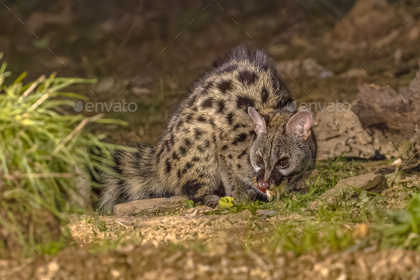 Common Genet in dark forest Stock Photo by CreativeNature_nl | PhotoDune