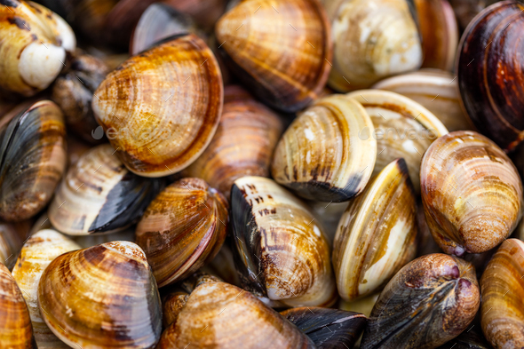 Pile of fresh the clam Stock Photo by leungchopan | PhotoDune