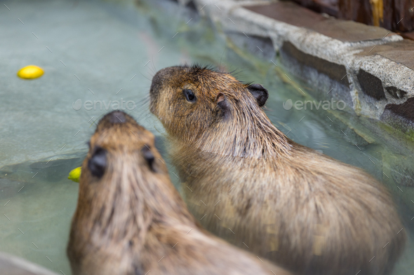 Adorable Capybara soak into hot spring Stock Photo by leungchopan ...