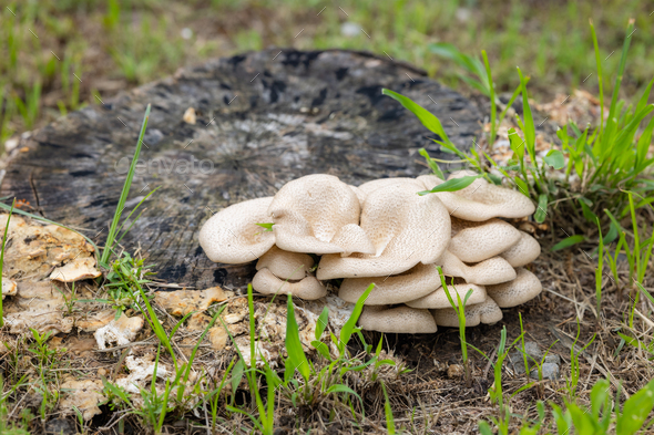 Leucocoprinus fragilissimus fragile dapperling mushroom Stock Photo by ...