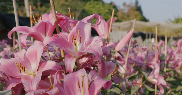 Pink Lily flower farm garden Stock Photo by leungchopan | PhotoDune