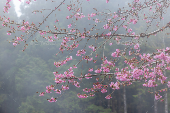 Sakura tree in bloom over the forest background with fog mist Stock ...