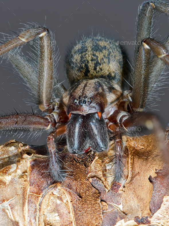 Giant house spider (Eratigena atrica) Stock Photo by DennisJacobsen