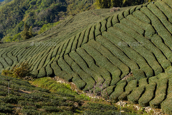 Tea field in Shizhuo Trails at Alishan of Taiwan Stock Photo by leungchopan