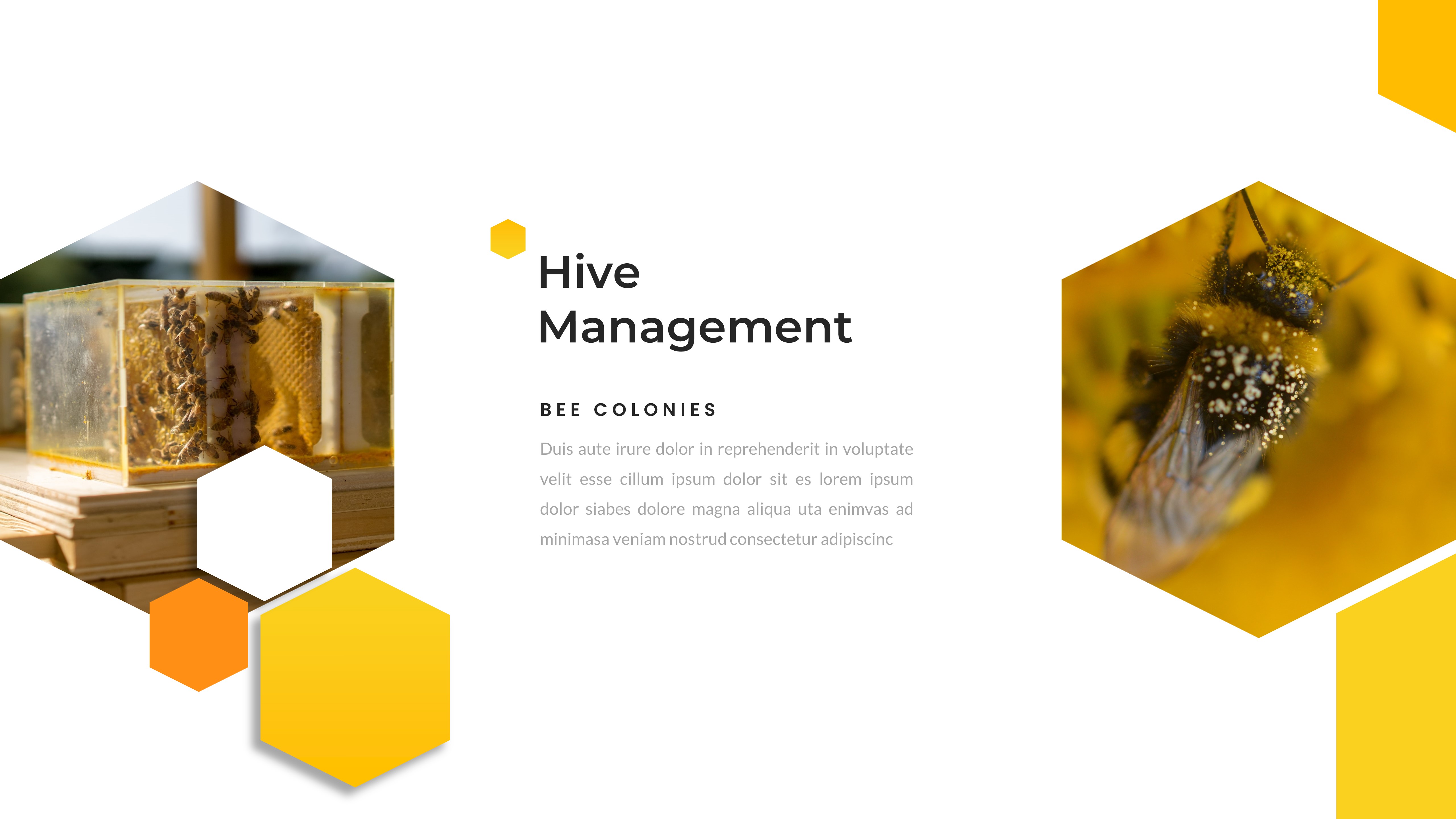 Beekeeping & Honey Production PowerPoint, Presentation Templates ...