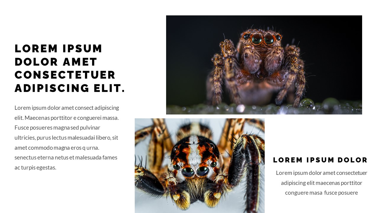 Tarantula - Spider Animal Care Powerpoint Template, Presentation Templates