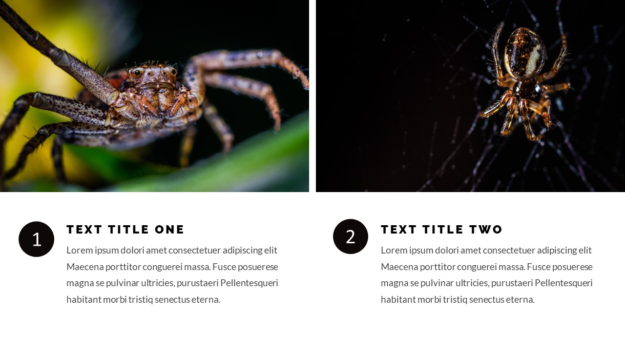 Tarantula - Spider Animal Care Powerpoint Template, Presentation Templates