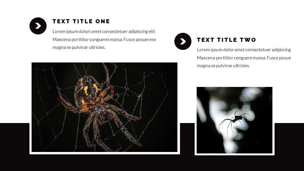 Tarantula - Spider Animal Care Powerpoint Template, Presentation Templates