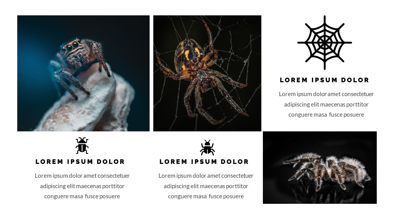 Tarantula - Spider Animal Care Powerpoint Template, Presentation Templates
