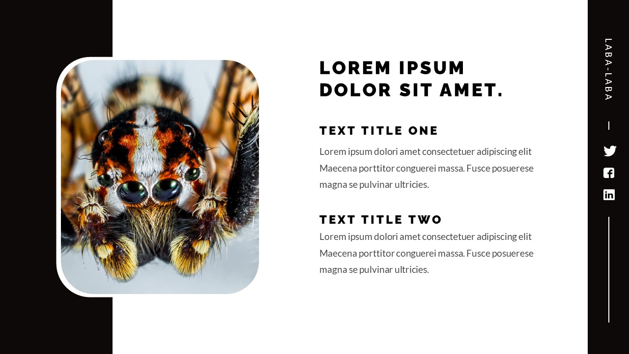 Tarantula - Spider Animal Care Powerpoint Template, Presentation Templates