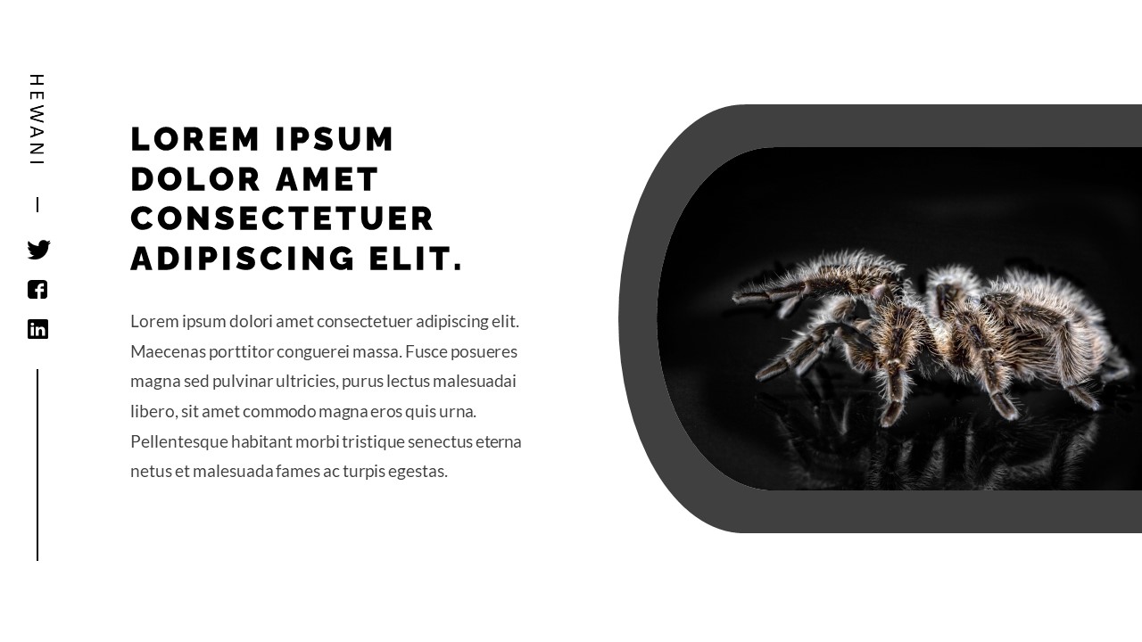 Tarantula - Spider Animal Care Powerpoint Template, Presentation Templates