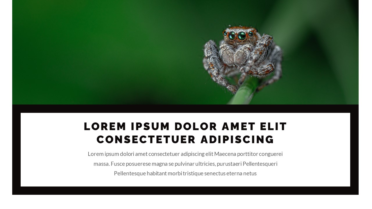 Tarantula - Spider Animal Care Powerpoint Template, Presentation Templates
