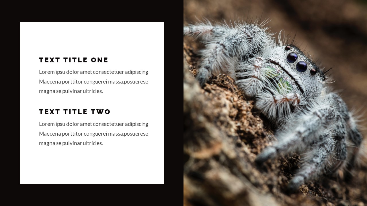 Tarantula - Spider Animal Care Powerpoint Template, Presentation Templates