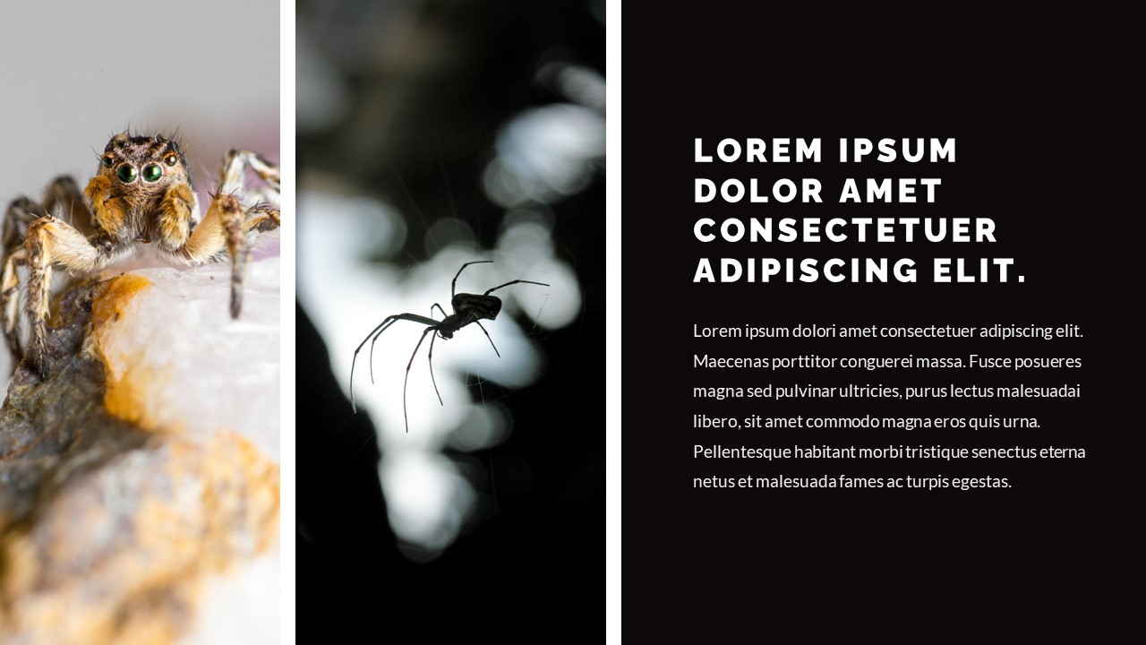 Tarantula - Spider Animal Care Powerpoint Template, Presentation Templates