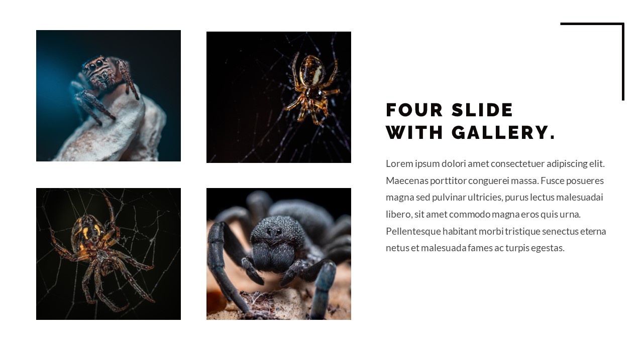 Tarantula - Spider Animal Care Powerpoint Template, Presentation Templates