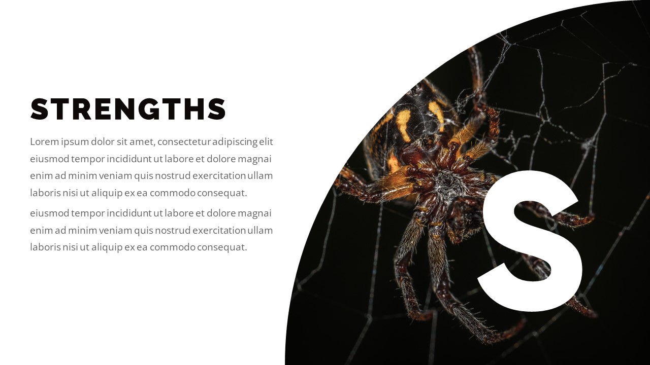 Tarantula - Spider Animal Care Powerpoint Template, Presentation Templates
