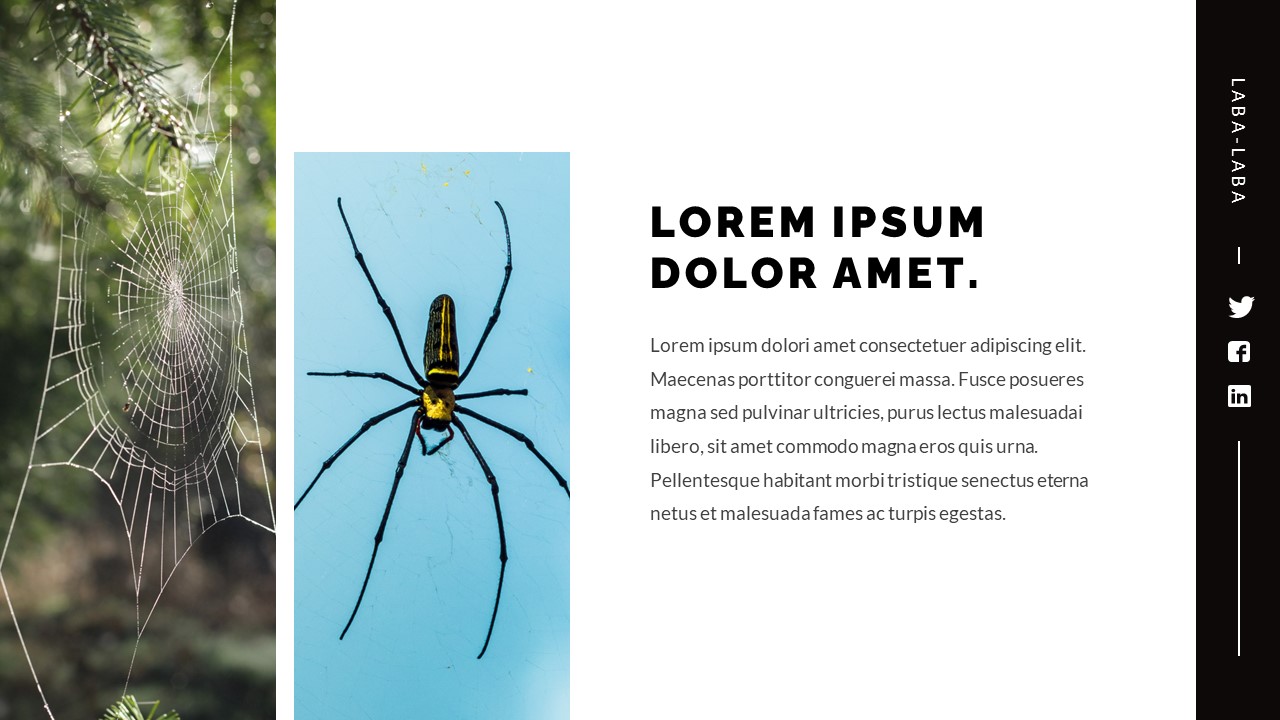 Tarantula - Spider Animal Care Powerpoint Template, Presentation Templates