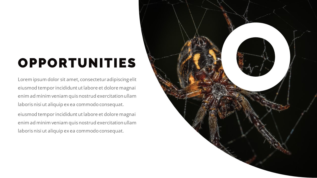 Tarantula - Spider Animal Care Powerpoint Template, Presentation Templates