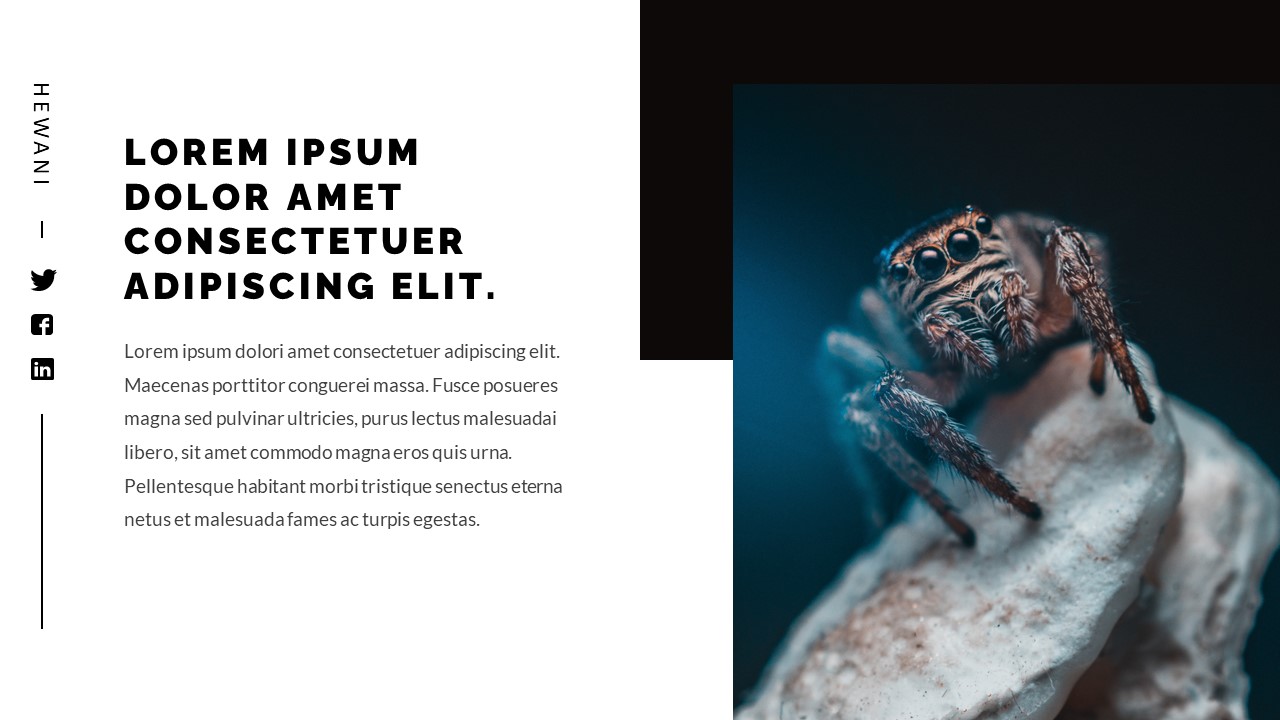 Tarantula - Spider Animal Care Powerpoint Template, Presentation Templates