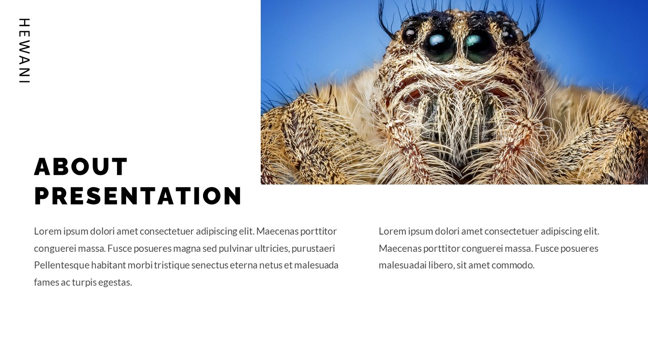 Tarantula - Spider Animal Care Powerpoint Template, Presentation Templates