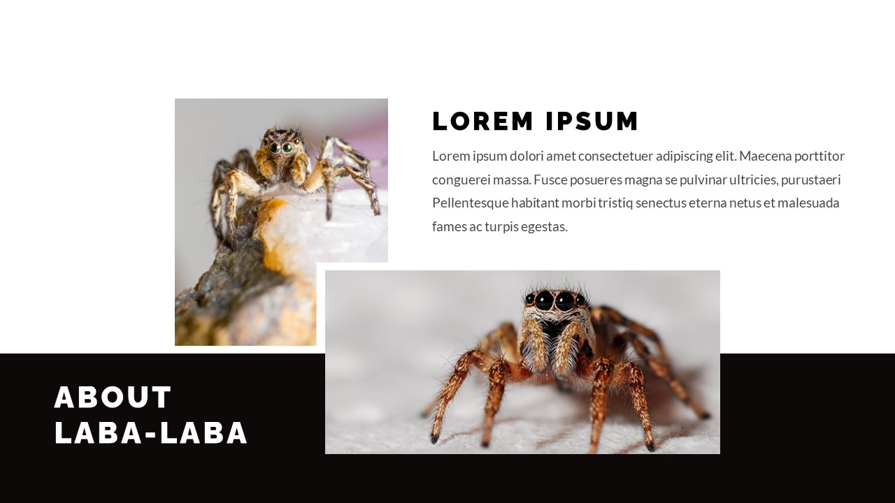 Tarantula - Spider Animal Care Powerpoint Template, Presentation Templates