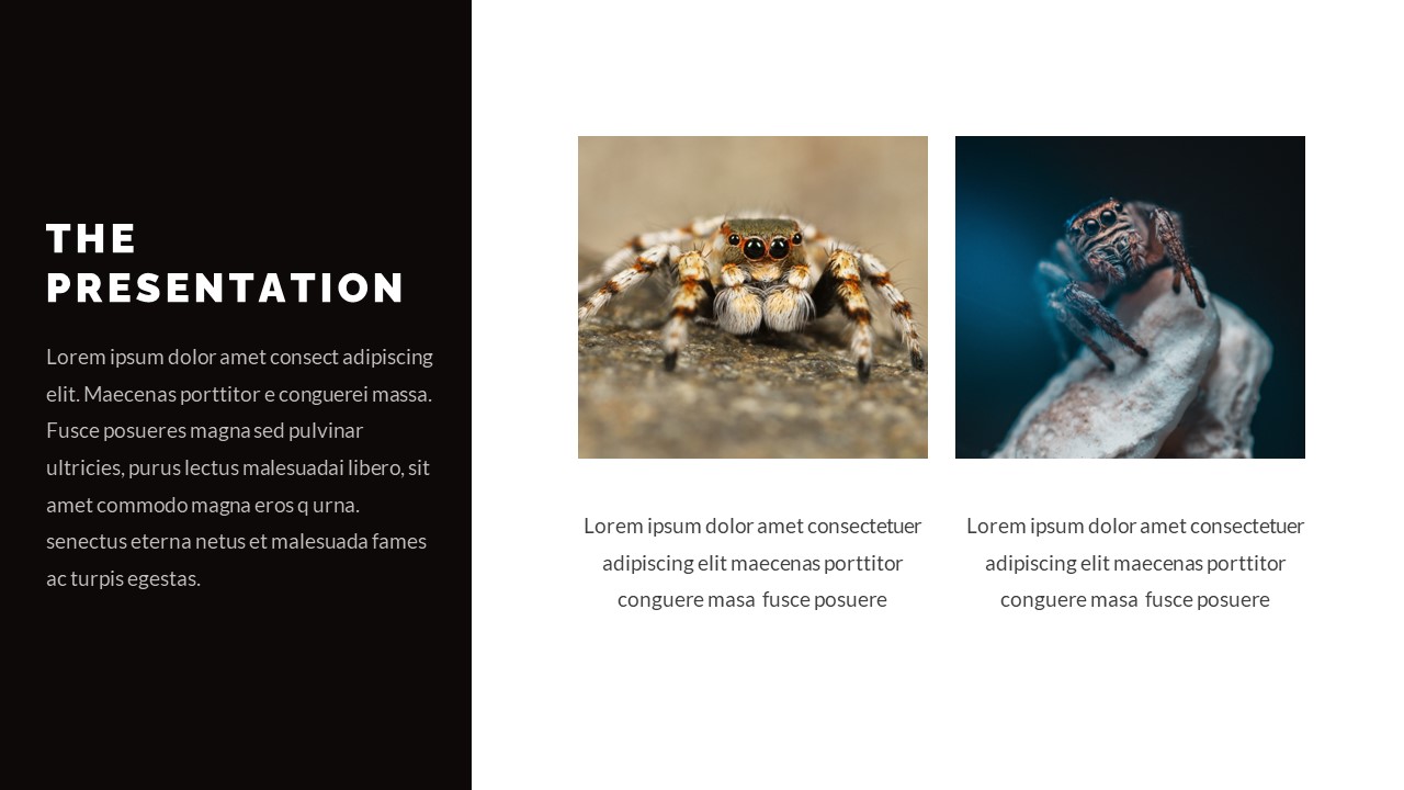 Tarantula - Spider Animal Care Powerpoint Template, Presentation Templates