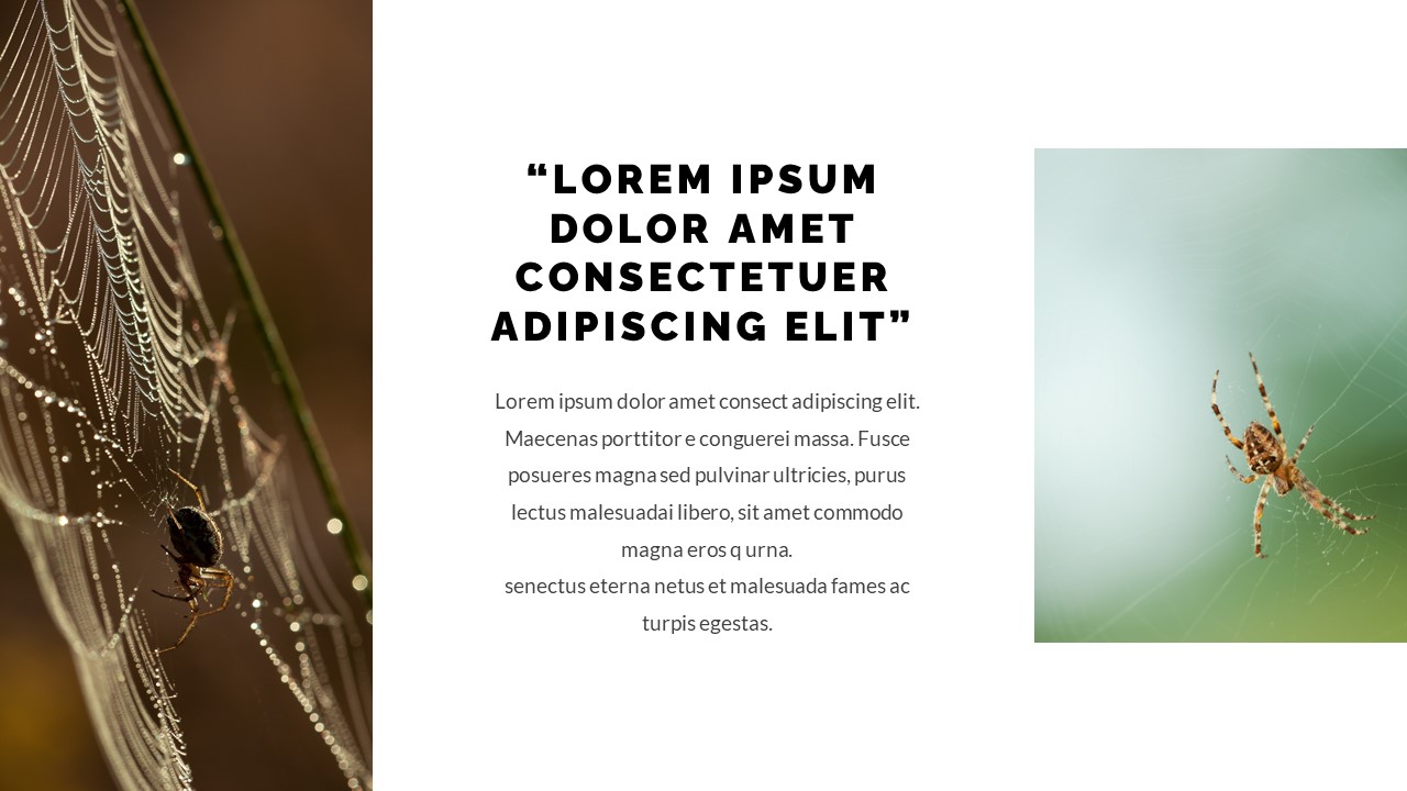 Tarantula - Spider Animal Care Powerpoint Template, Presentation Templates