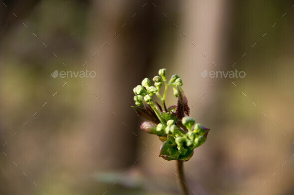 Early spring shoots with tiny leaves on fuzzy forest light lilac ...