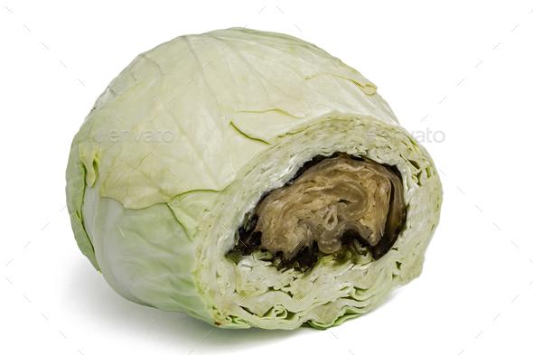Spoiled rotten cabbage, isolated on white background Stock Photo by ...