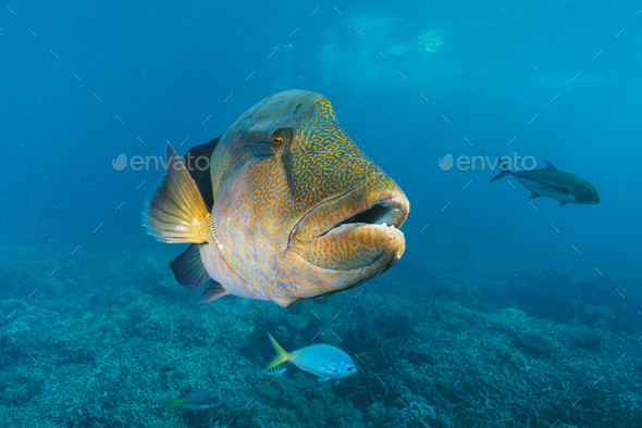 Cheilinus undulatus, maori wrasse humphead fish in australia Stock ...
