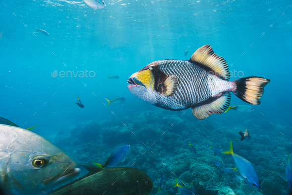 trigger fish in the great barrier reef Stock Photo by borsattomarcos