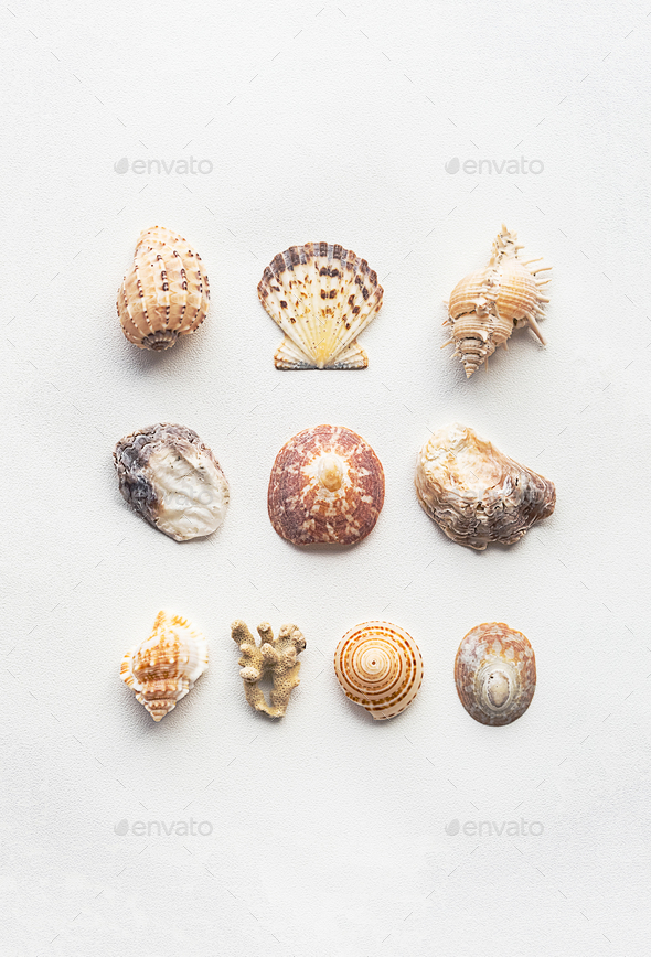 Sea shells marine aesthetic. Poster for modern interior. Stock Photo by ...