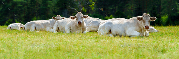 Charolais cattle grazing. Majestic French Charolais cows gracefully ...