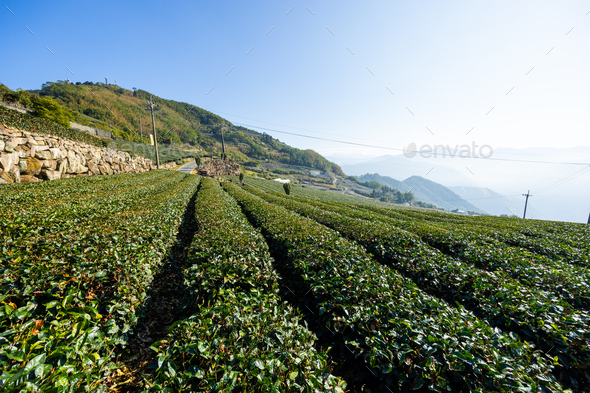 Tea field in Shizhuo Trails at Alishan of Taiwan Stock Photo by leungchopan