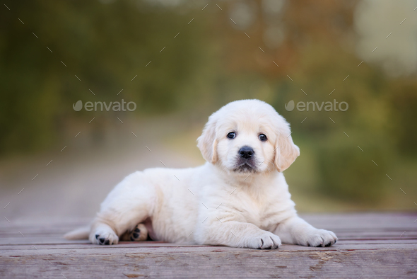 dog puppy newborn golden retriever labrador 1 month on a walk in the ...