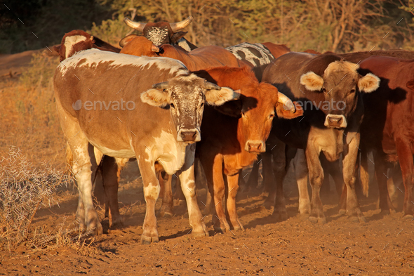 Free-range cattle on a rural farm Stock Photo by EcoSound | PhotoDune