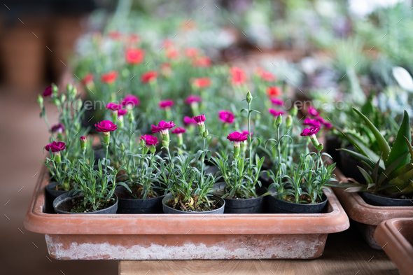 Flowers and houseplants in small plastic pots in flower shop top view ...