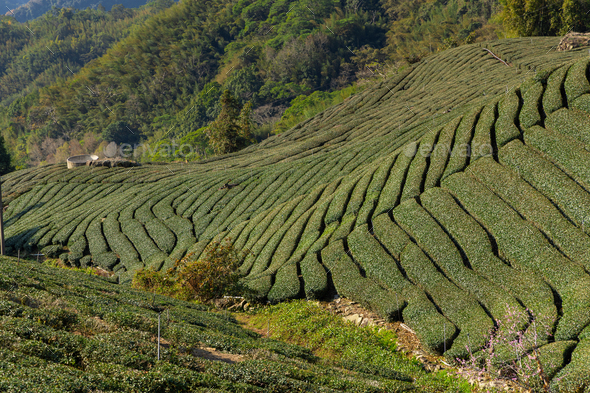 Tea field in Shizhuo Trails at Alishan of Taiwan Stock Photo by leungchopan