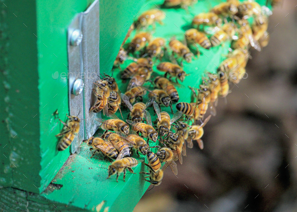 Bees - family of bees that enter and exit the hive Stock Photo by ...