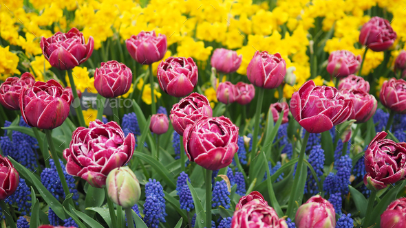Tulip flowers in pink and yellow color and Muscari Lindsay in blue ...