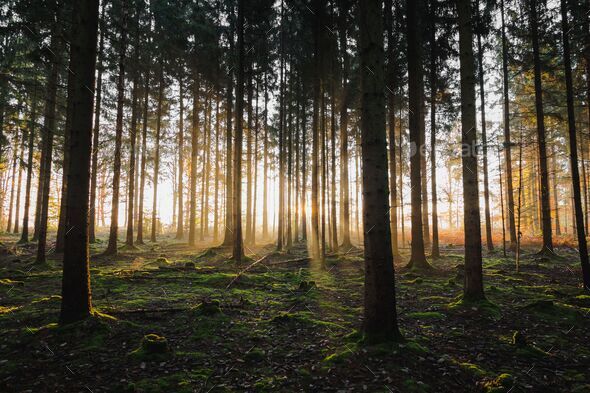 Serene, sun-dappled forest scene with tall trees casting a soft light onto the lush green grass ...