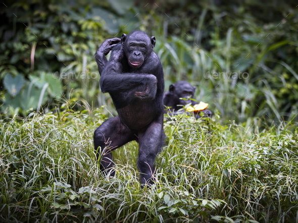 Large bonobo monkey stretching in the Democratic Republic of the Congo ...