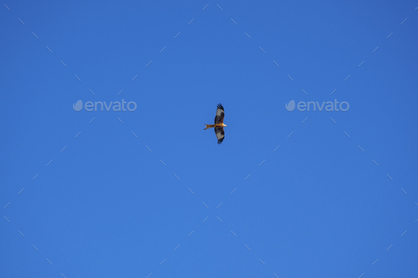 Photo of an eagle soaring high in the sky Stock Photo by wirestock
