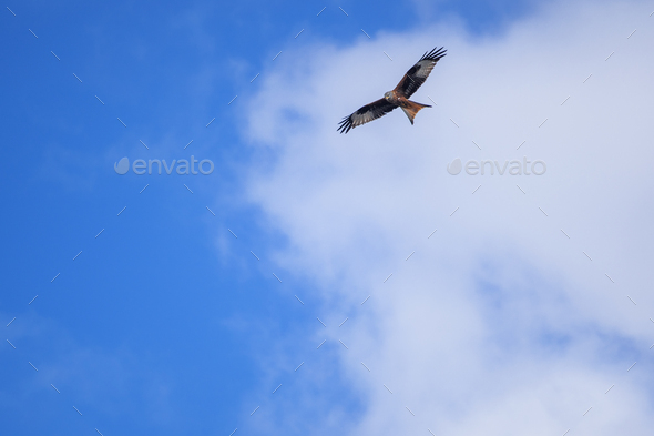 Photo of an eagle soaring high in the sky Stock Photo by wirestock