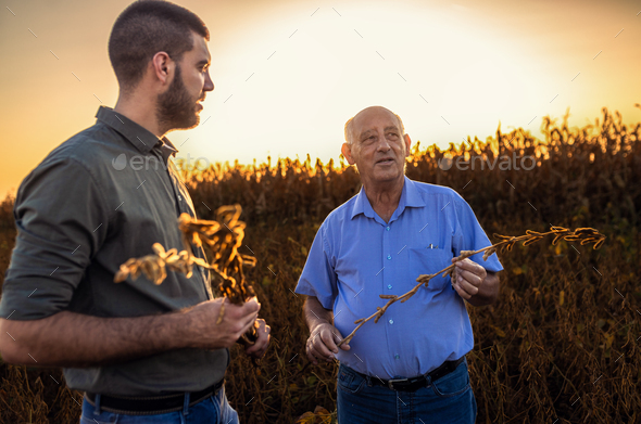 Two farmers talking in a field examining soy crop before harvest. Stock ...