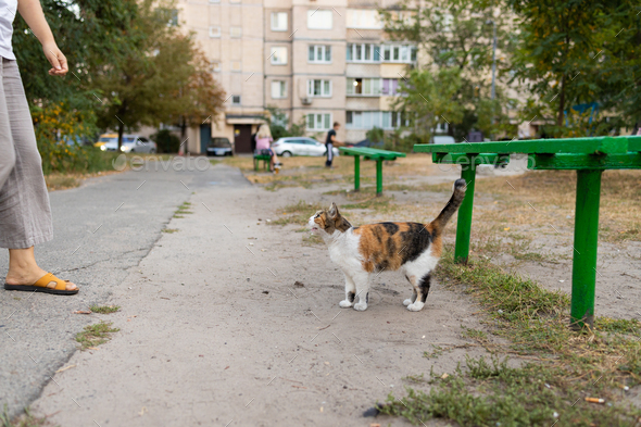 Нomeless striped cat on the street. abandoned homeless cat. pet on the ...