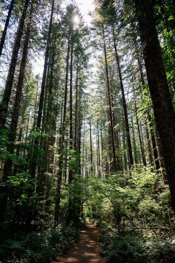 Path Trail through tall pine trees in the forest with sunlight, vertical shot Stock Photo by ...