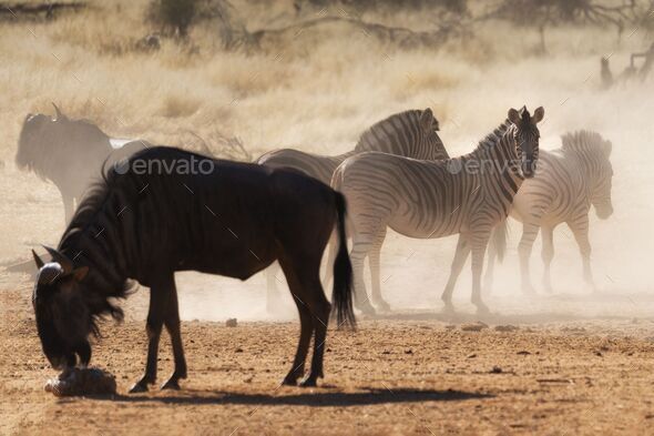 Wild Gnu eating from ground and group of zebra in the background Stock ...